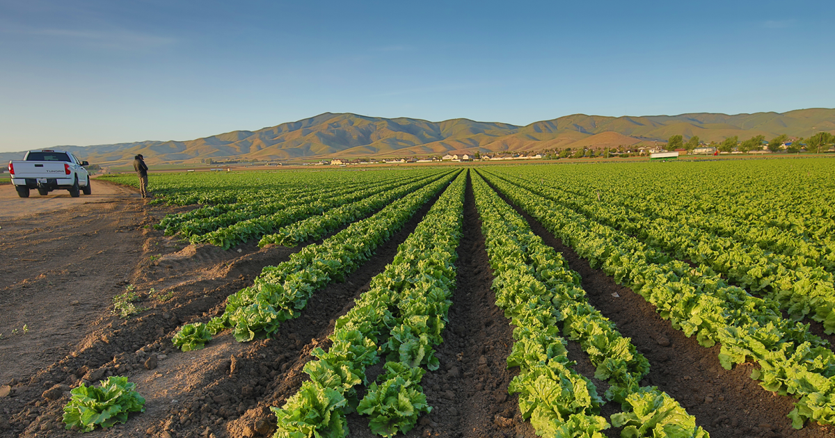 California Leafy Greens Marketing Agreement | California LGMA Soil…
