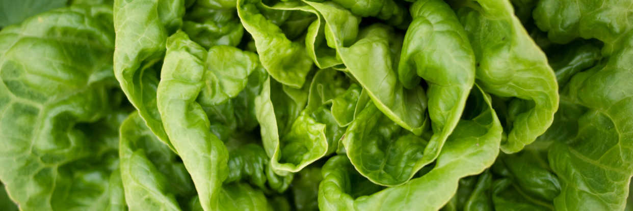 California Leafy Greens Marketing Agreement | Soil Amendments/Crop…