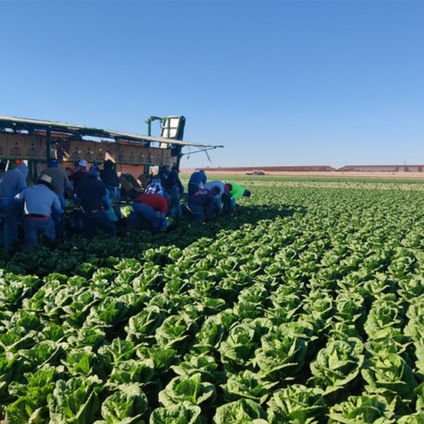 California Leafy Greens Marketing Agreement | Working with Produce…