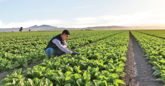 California Leafy Greens Marketing Agreement | Advancing Food Safety…