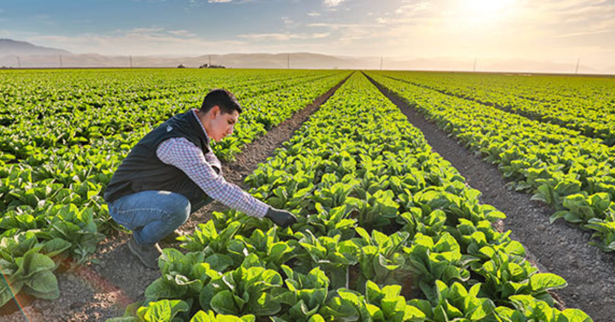 California Leafy Greens Marketing Agreement | CA LGMA Endorses…