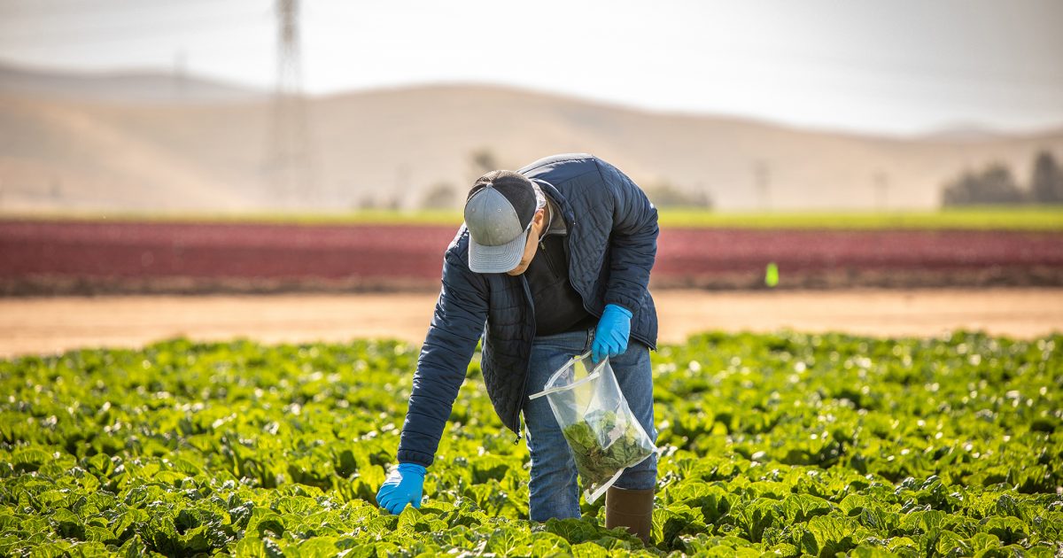 California Leafy Greens Marketing Agreement | California LGMA Embarks…