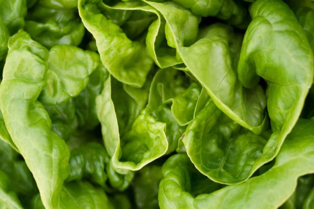 California Leafy Greens Marketing Agreement | LGMA Webinar:…